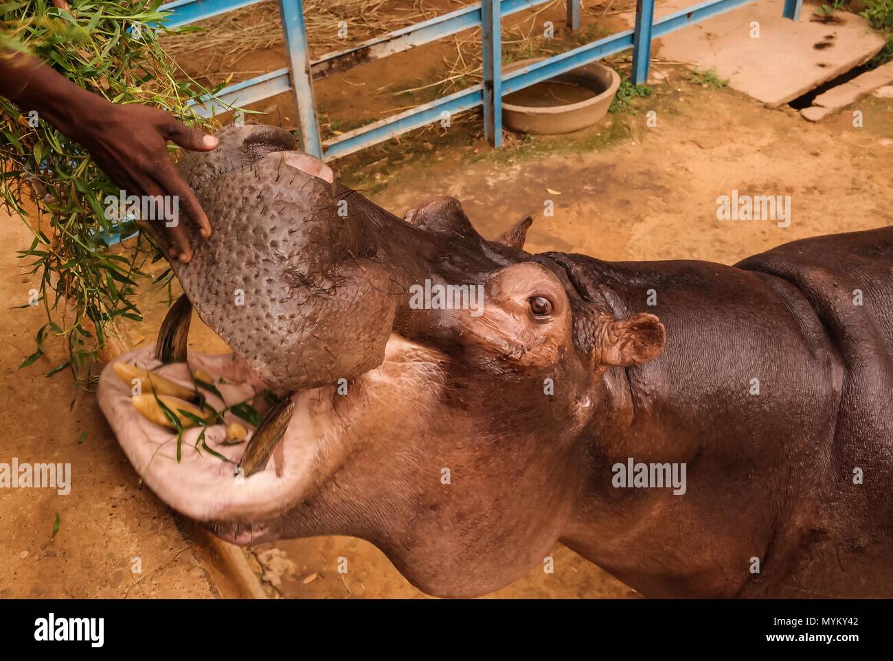 Eating hippos hi-res stock photography and images - Alamy