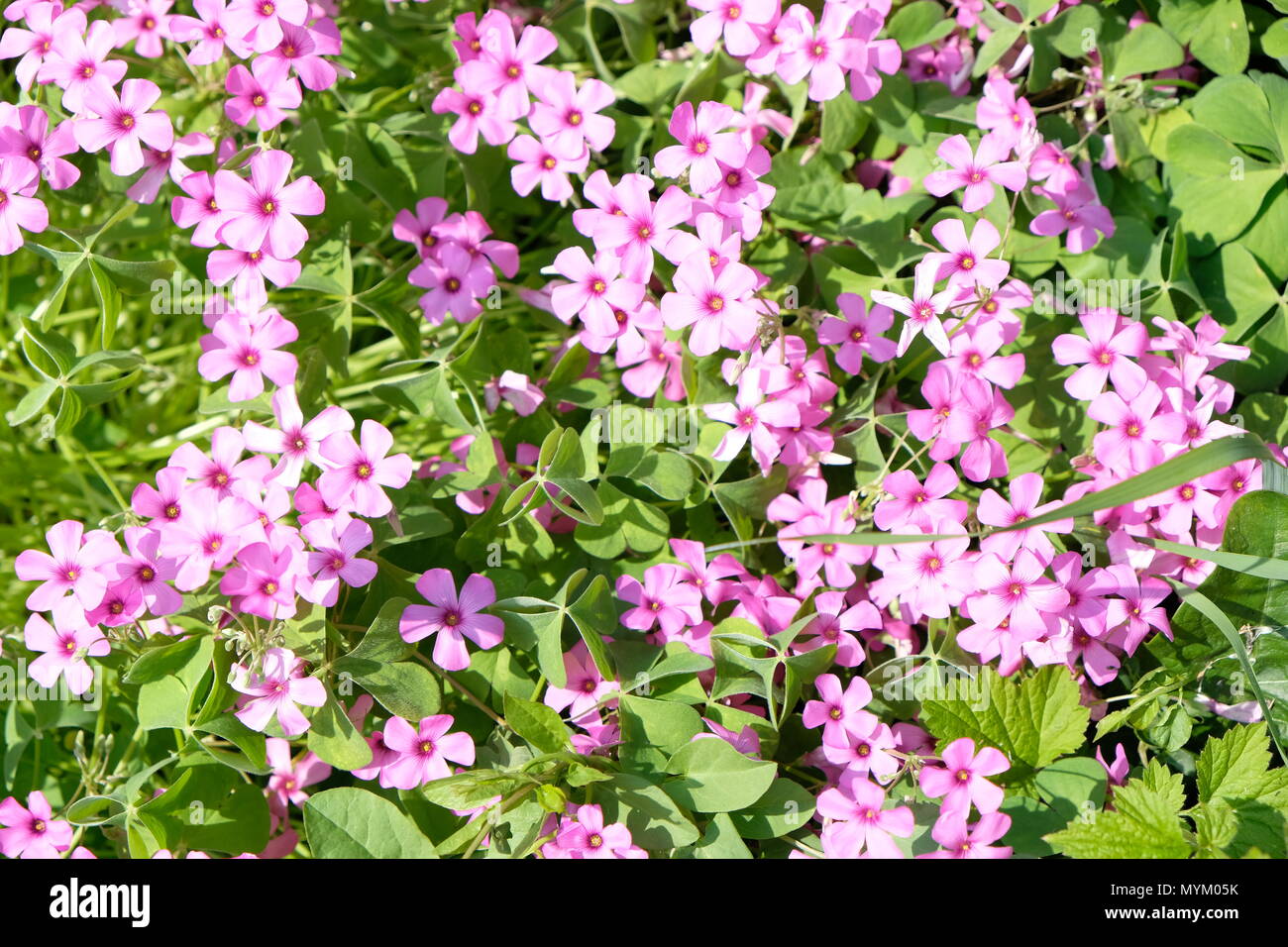 May flowers in garden hi-res stock photography and images - Alamy