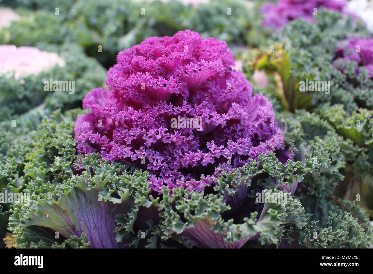 Ornamental pink cabbage Stock Photo - Alamy