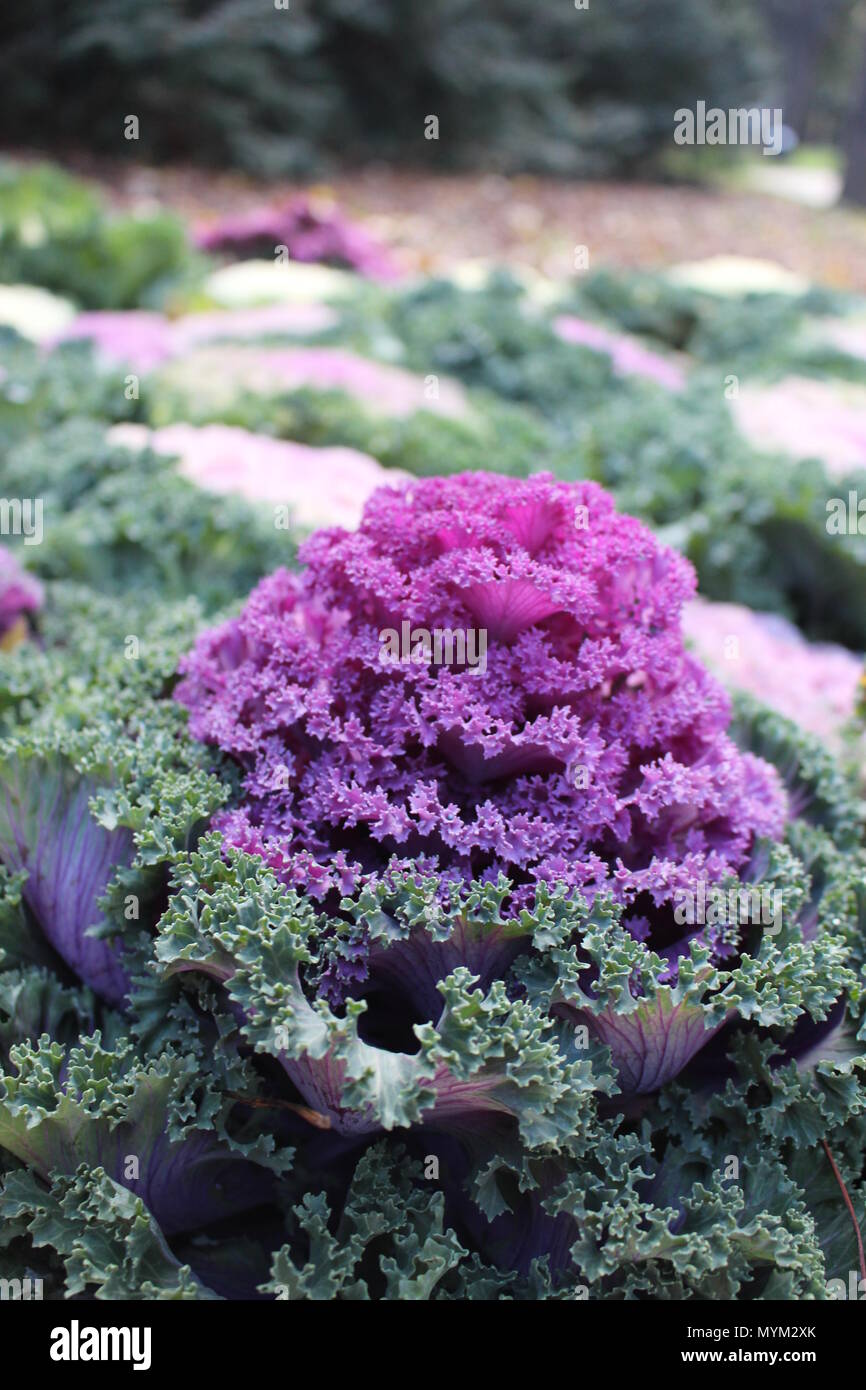 Ornamental pink cabbage Stock Photo - Alamy