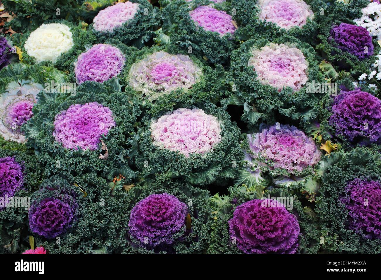Ornamental pink cabbage Stock Photo - Alamy