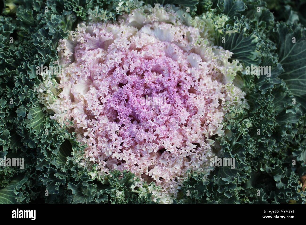Ornamental pink cabbage Stock Photo - Alamy