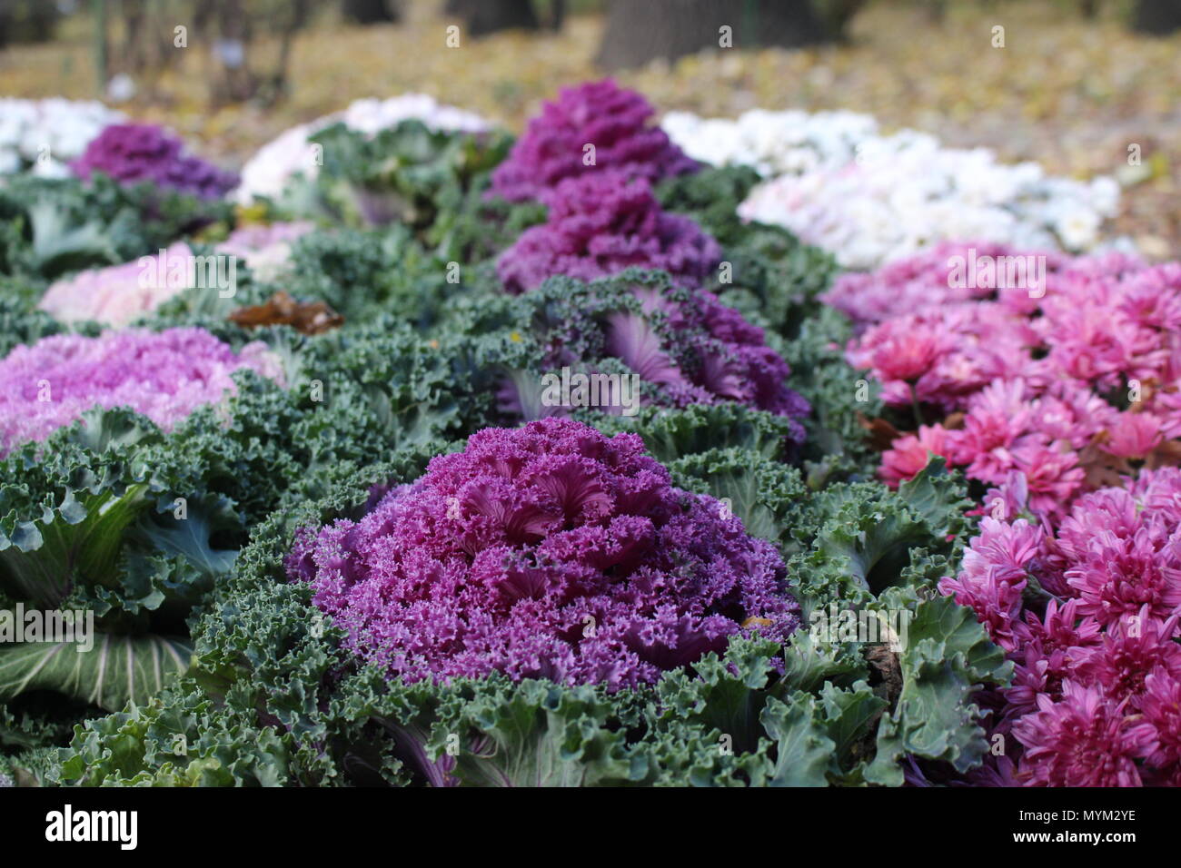 Ornamental pink cabbage Stock Photo - Alamy