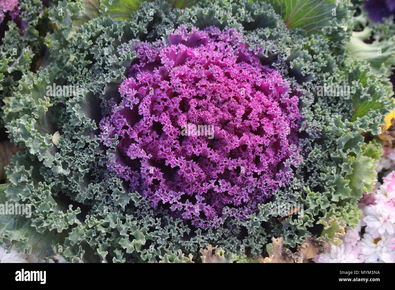 Ornamental pink cabbage Stock Photo - Alamy