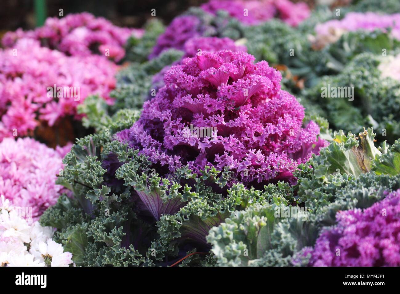 Ornamental pink cabbage Stock Photo - Alamy