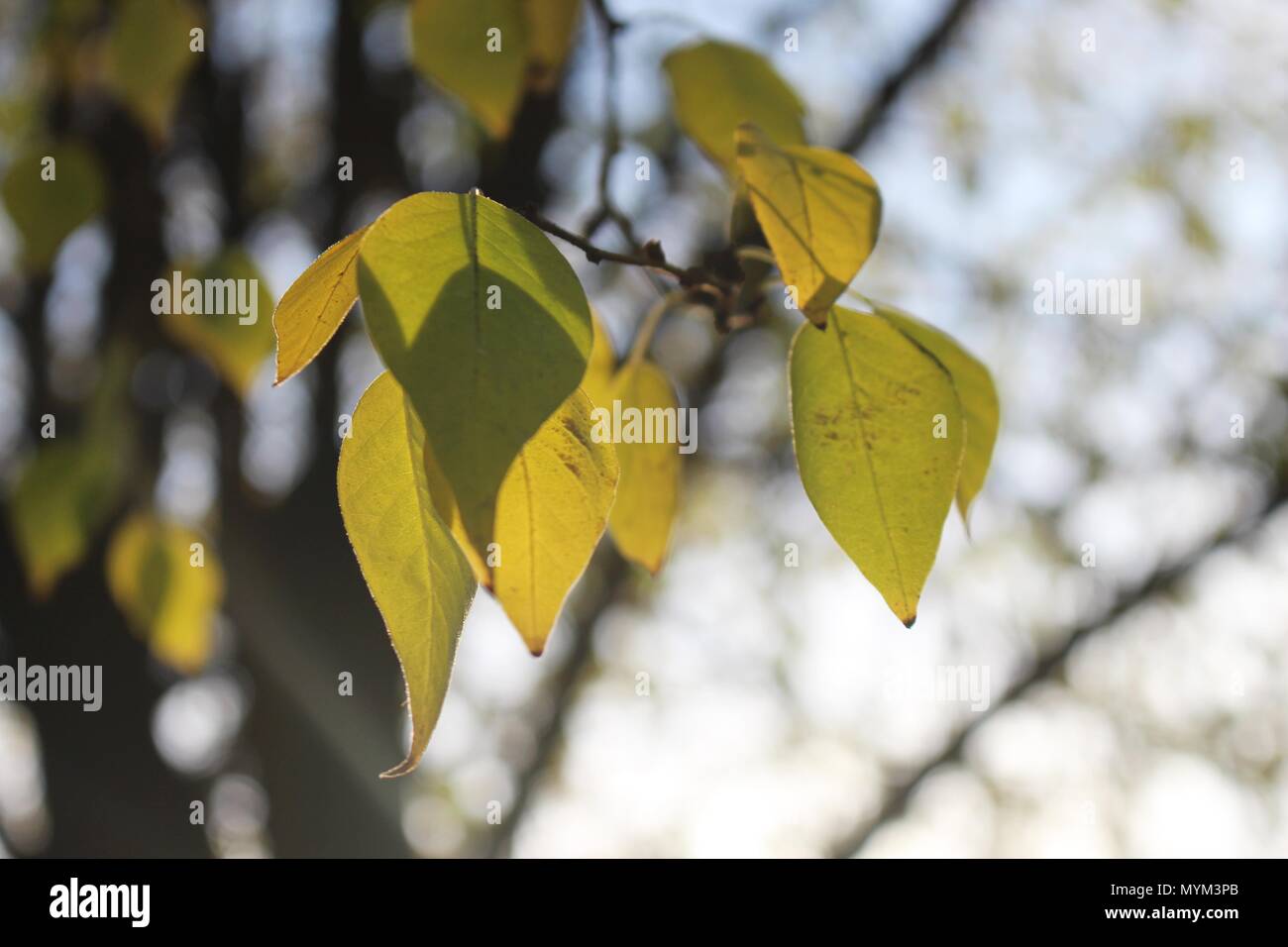 Temperate zone tree leaves hi-res stock photography and images - Alamy