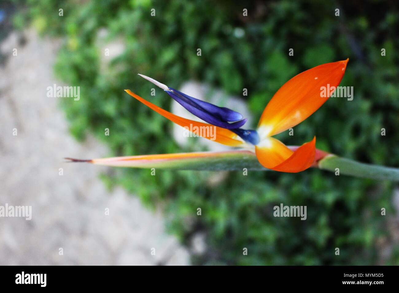 Flower of bird of paradise - Strelitzia reginae Stock Photo - Alamy