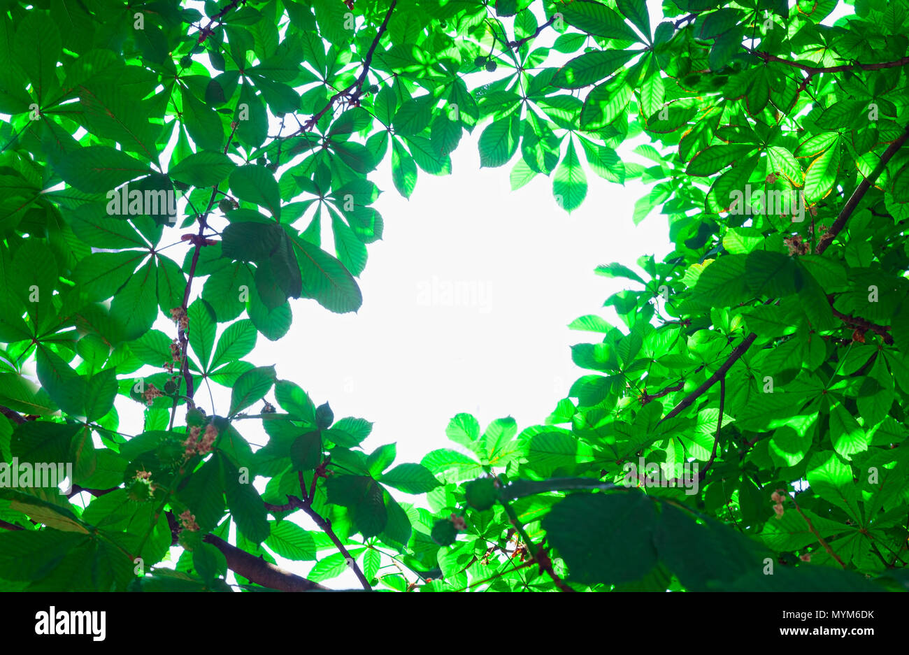natural frame of tree with green leaf texture and empty space in the ...