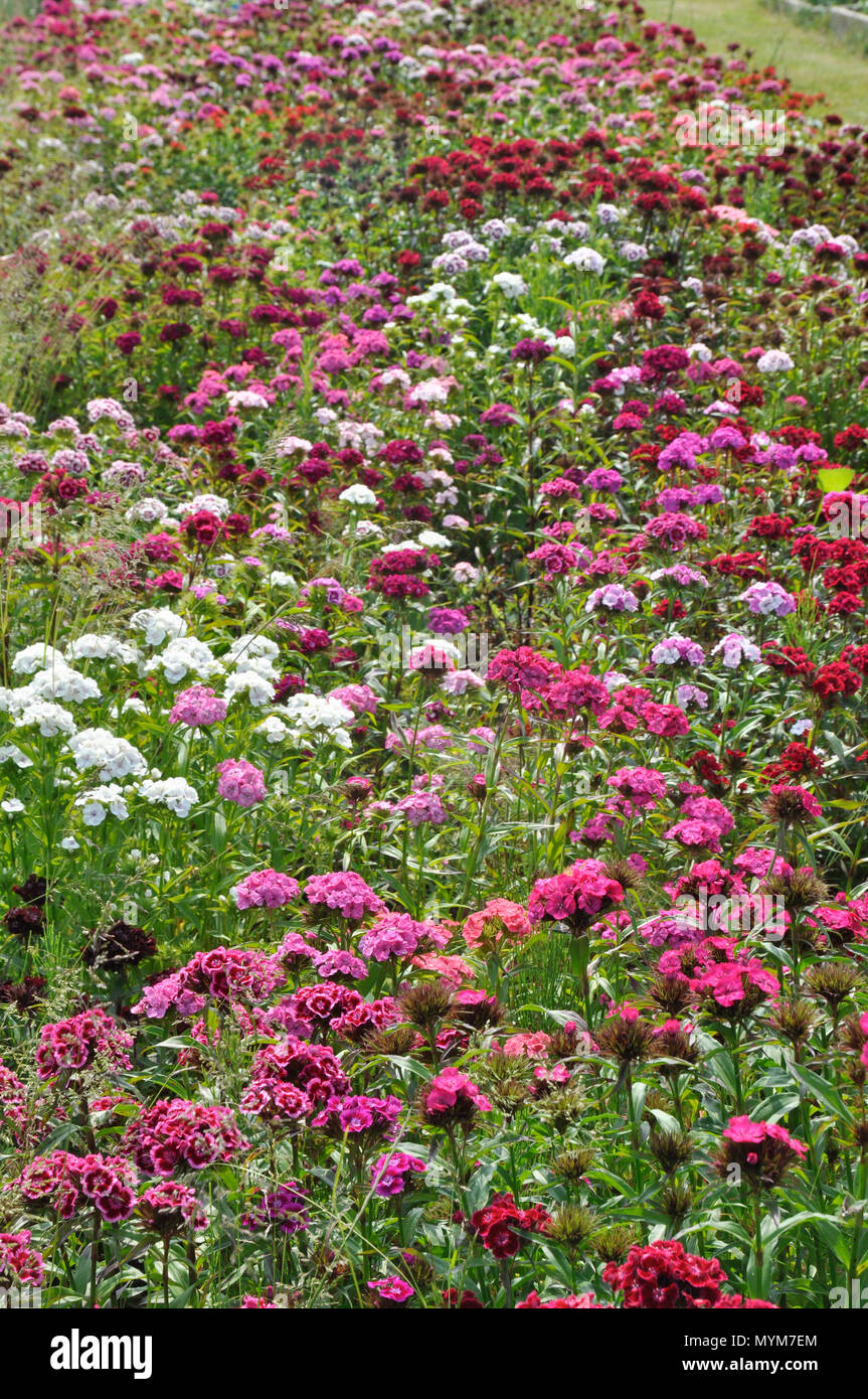 red, white and pink flowers Stock Photo - Alamy