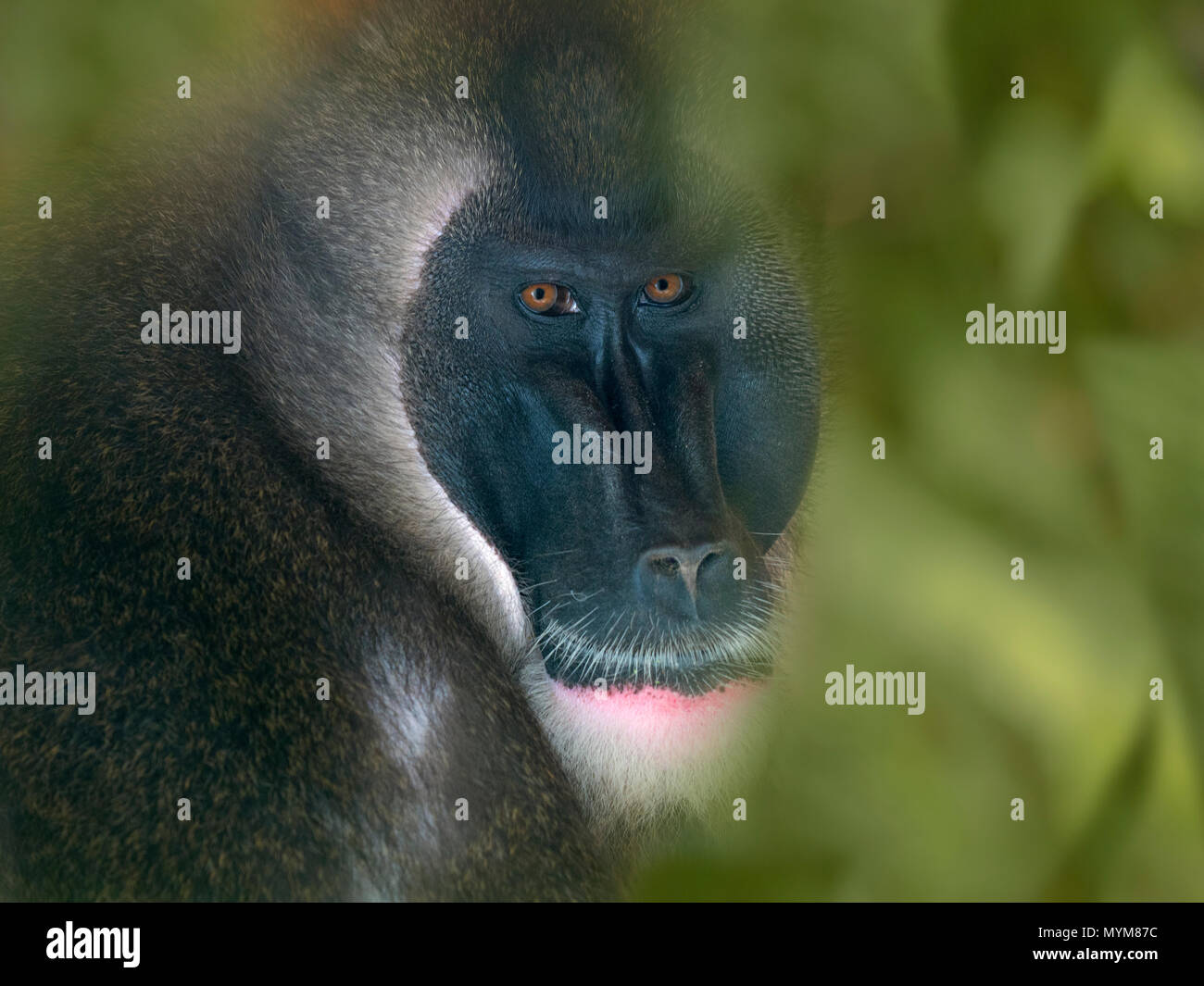 Mandrillus leucophaeus nigeria hi-res stock photography and images - Alamy