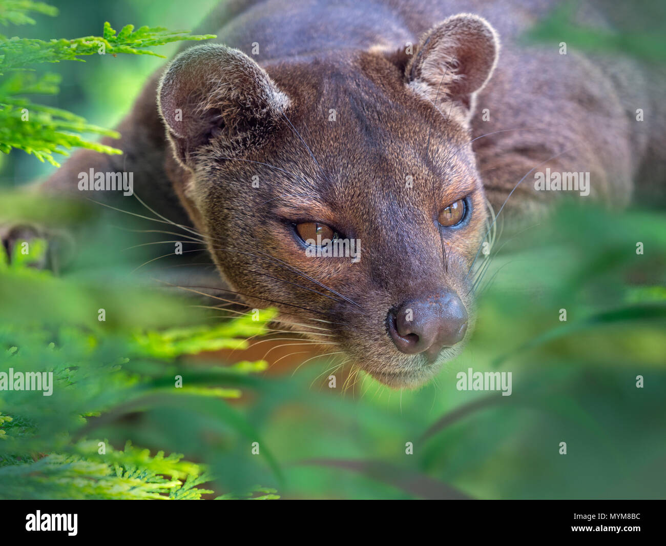 Fossa Cryptoprocta ferox Captive photograph Stock Photo - Alamy