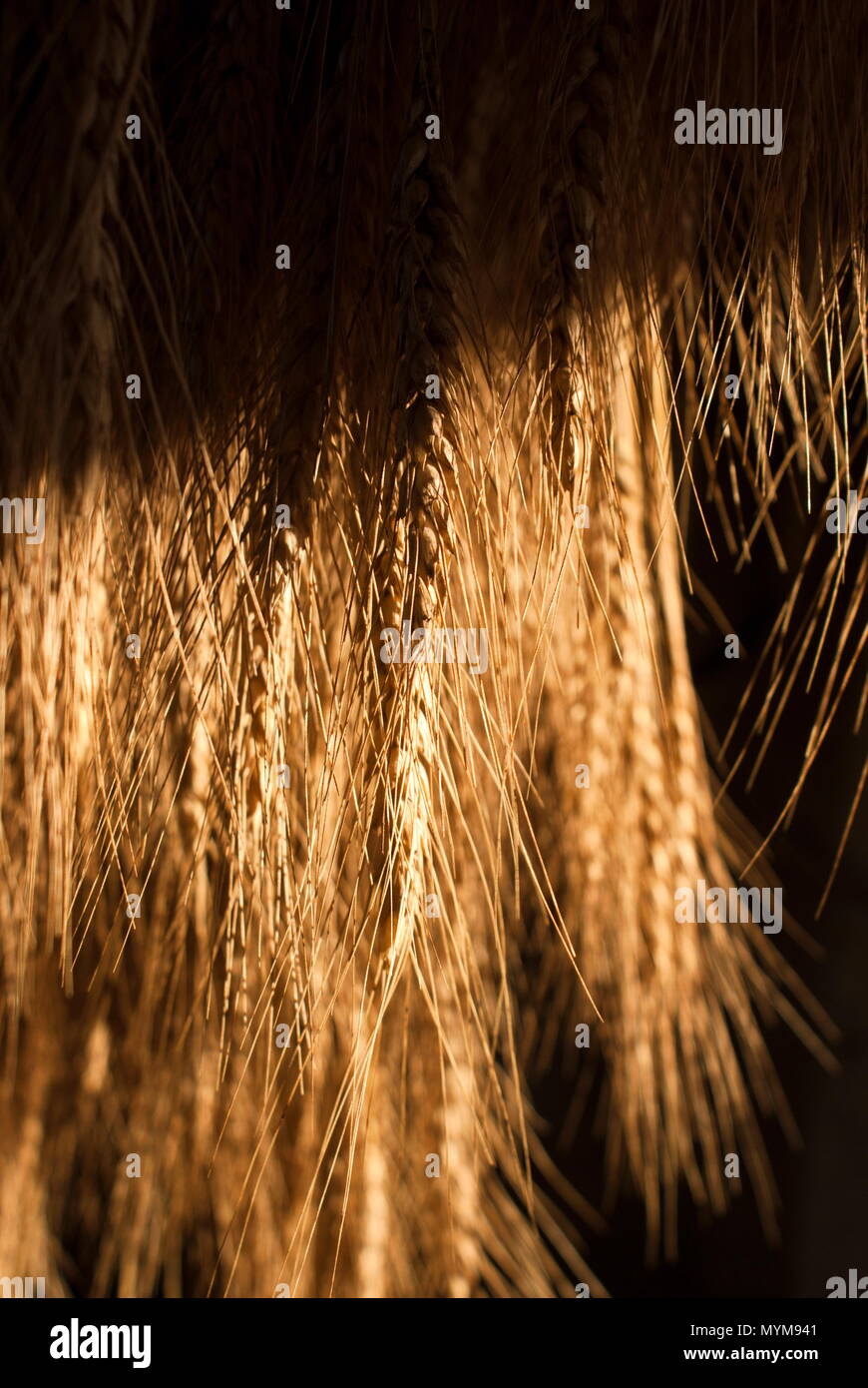 Wheat stack drying in sunlight Stock Photo - Alamy