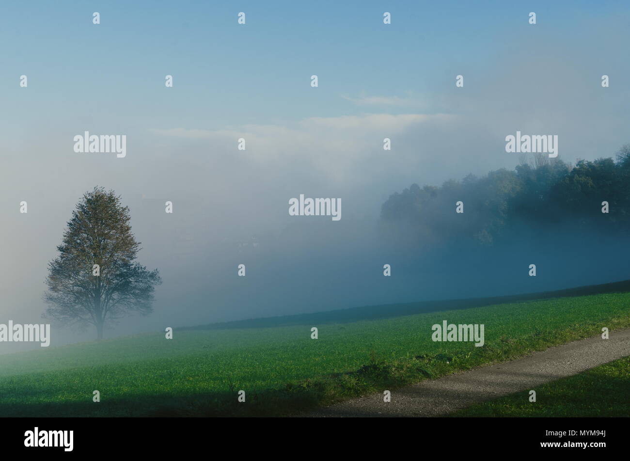 Lone tree in foggy field hi-res stock photography and images - Alamy