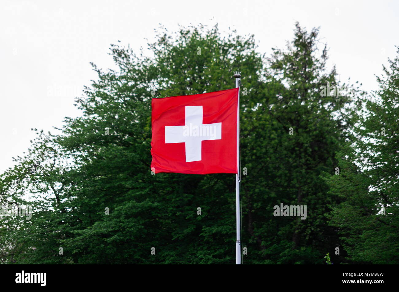 Swiss flag against green tree Stock Photo - Alamy