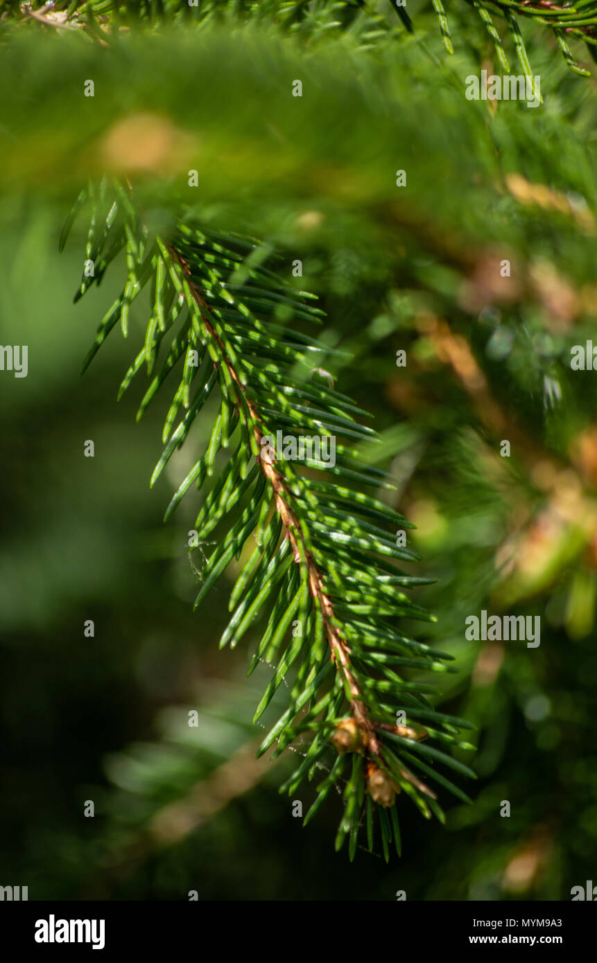 Pinus plant hi-res stock photography and images - Alamy