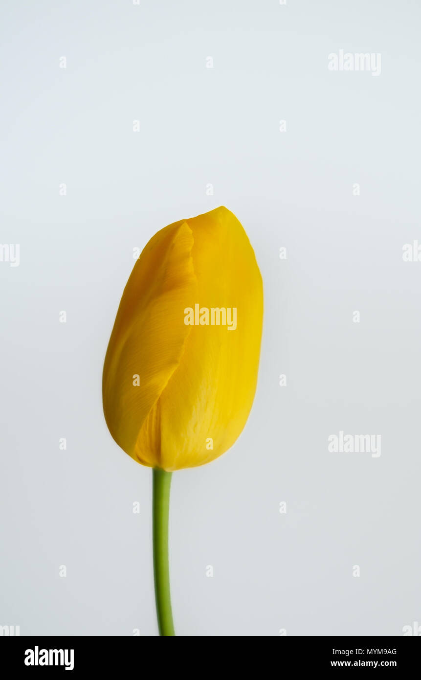 Single yellow isolated tulip against white background Stock Photo - Alamy