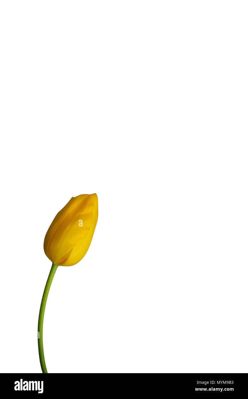 Single yellow isolated tulip against white background Stock Photo - Alamy