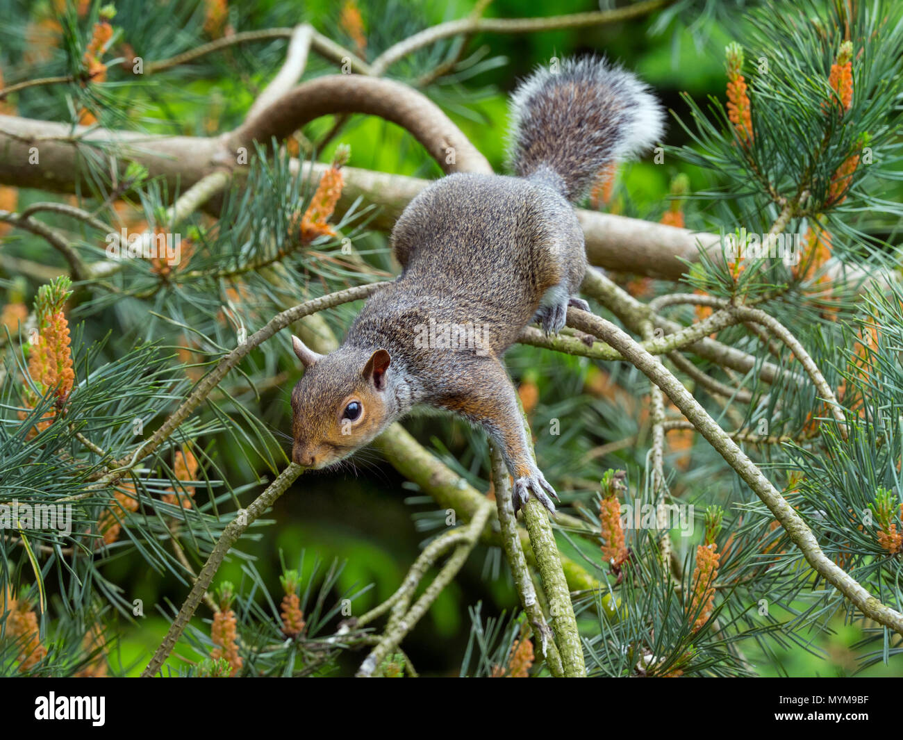 Vegetation and squirrel hi-res stock photography and images - Alamy