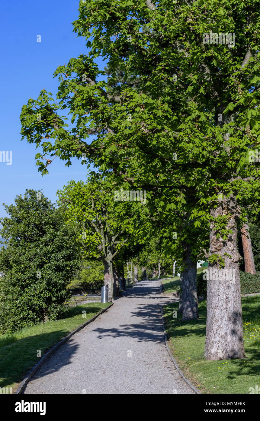 Path with green trees Stock Photo - Alamy