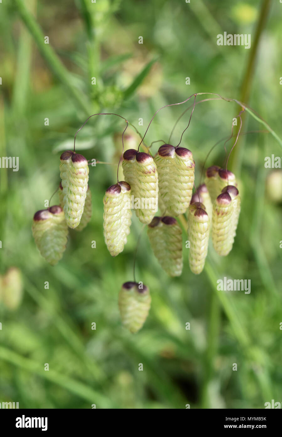 Growing quaking hi-res stock photography and images - Alamy