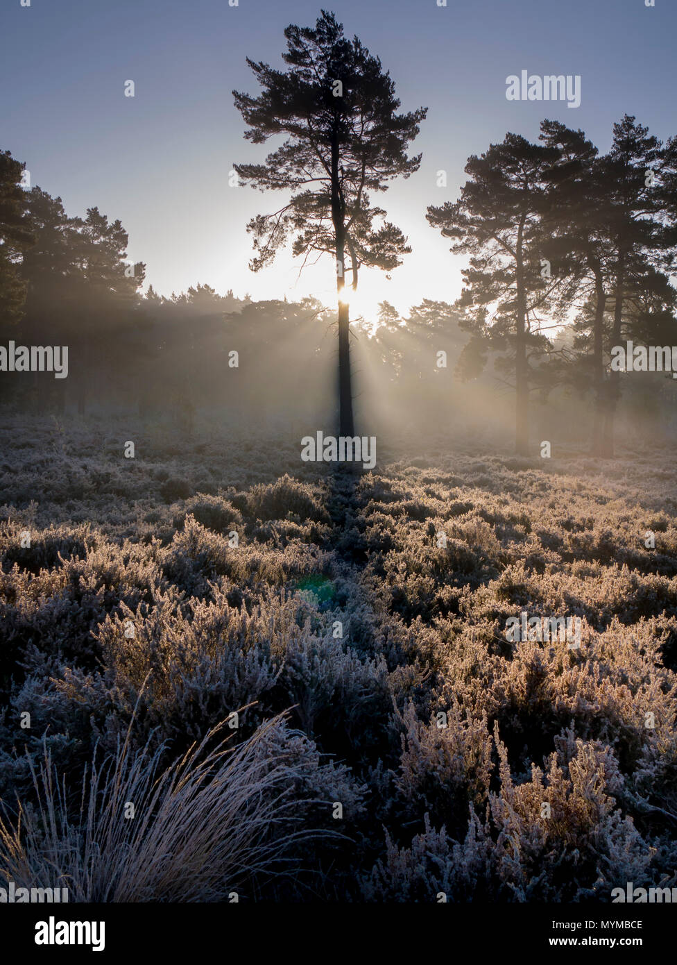 Esher common hi-res stock photography and images - Alamy