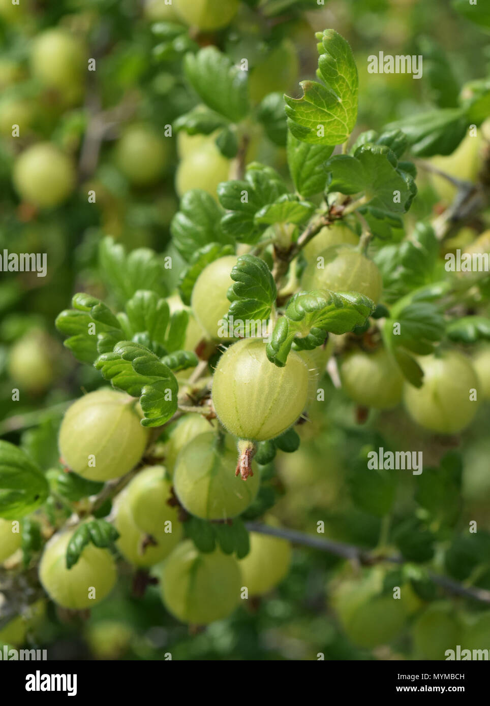 Gooseberry bush uk hi-res stock photography and images - Alamy
