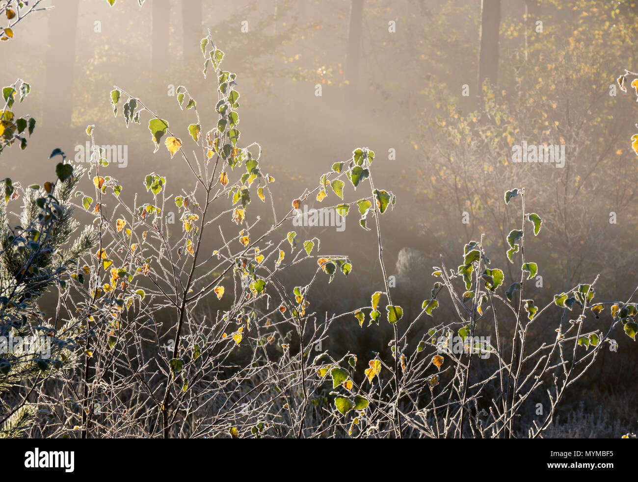 Surrey Forest High Resolution Stock Photography and Images - Alamy