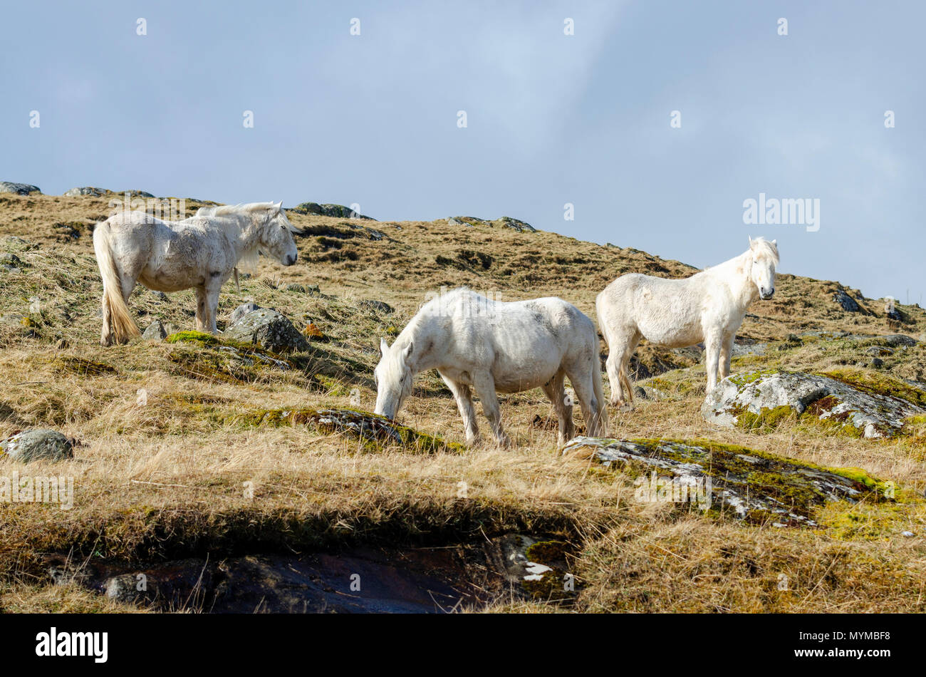 The wild white ponies of the Isle of Eriskay in the Outer Hebrides of ...