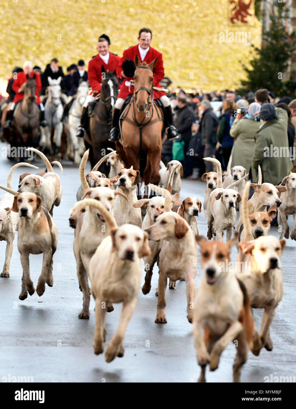 English Hound Hunting Rural Tradition High Resolution Stock Photography ...