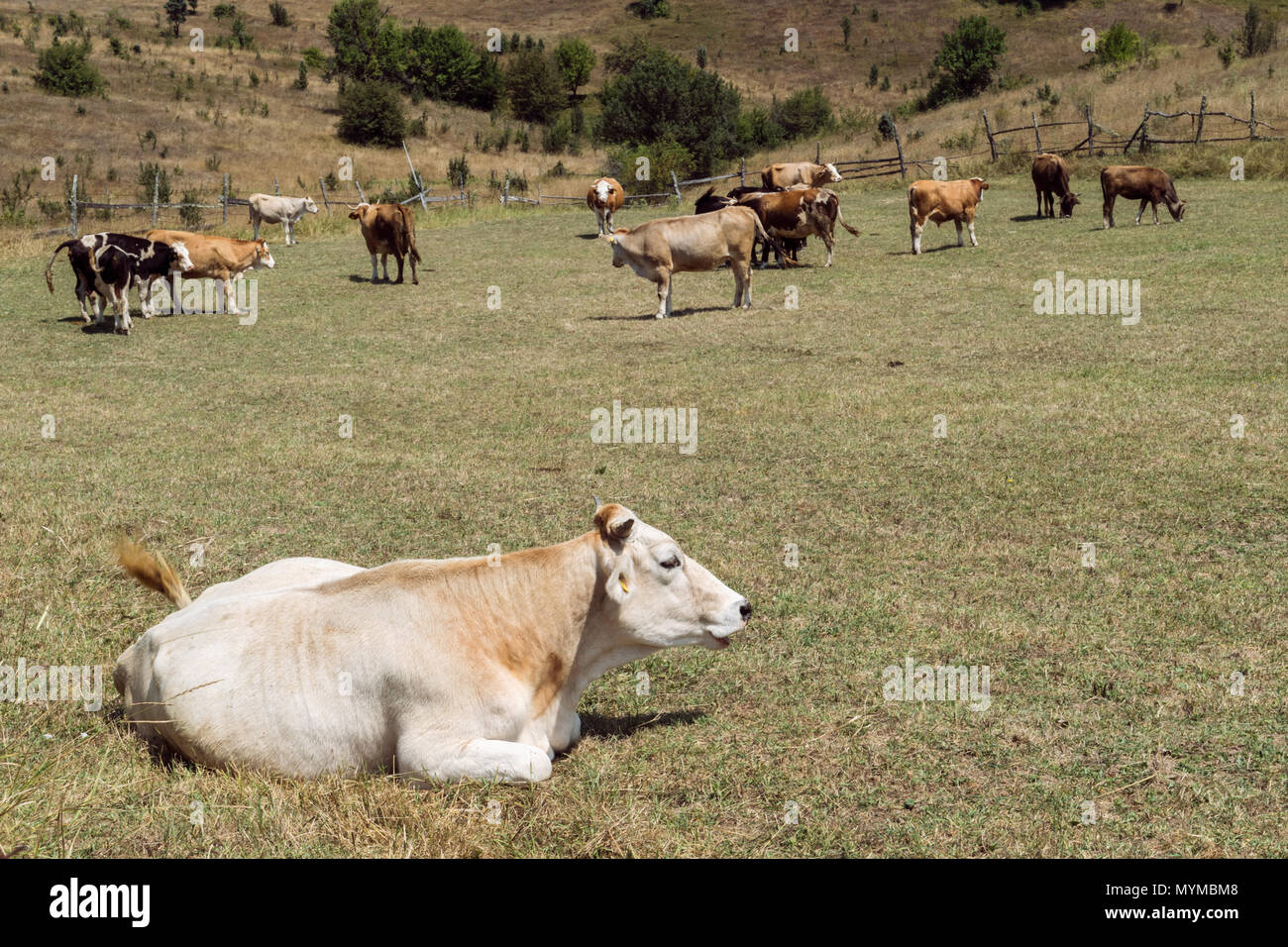 A peaceful rural scene of cows grazing in an open pasture on a sunny ...