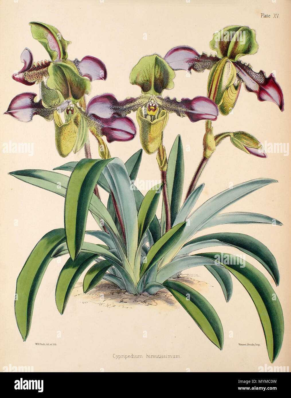 . Illustration of Paphiopedilum hirsutissimum (as syn. Cypripedium ...
