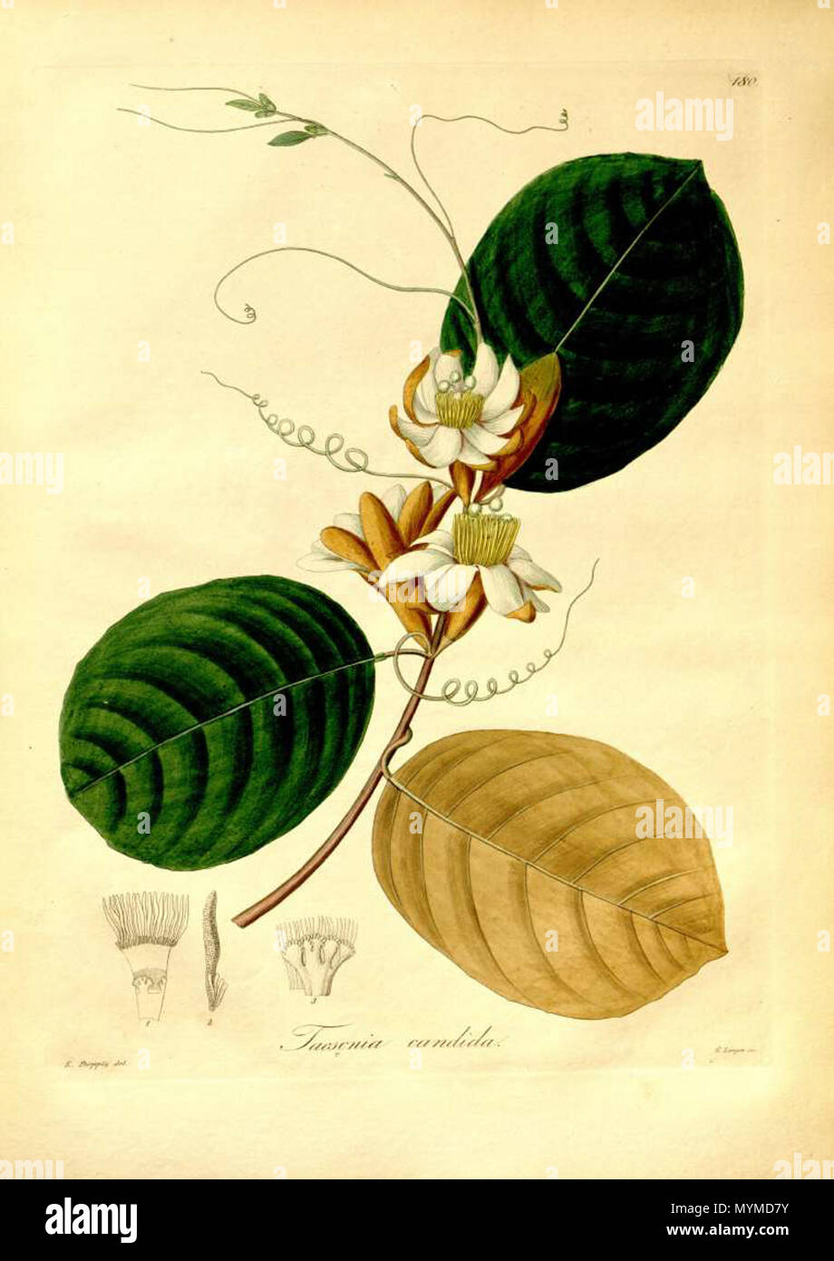 . English: Passiflora candida (Poeppig & Endl.) Mast., as Tacsonia ...