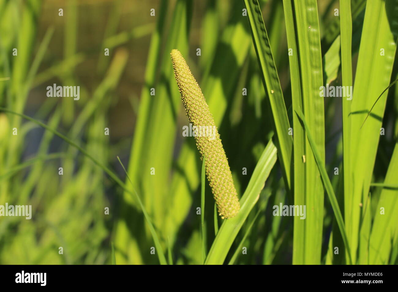 Inflorescence of sweet flag (Acorus calamus Stock Photo - Alamy