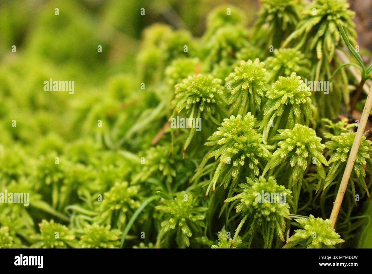 Green Sphagnum moss Stock Photo - Alamy
