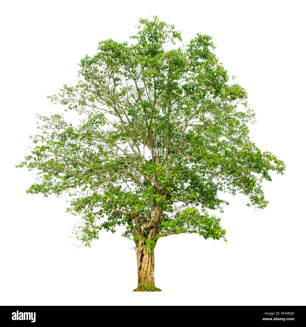 A tree shape and Tree branch on white background for isolate the ...