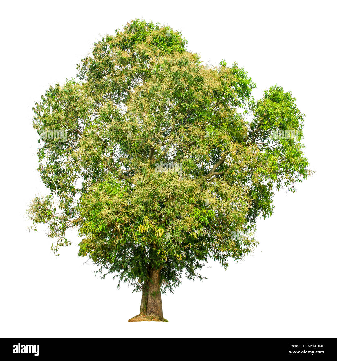 A tree shape and Tree branch on white background for isolate the ...