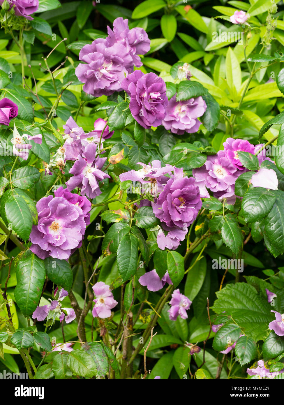 Slaty purple-blue of the highly fragrant semi-double shrub rose, Rosa ...
