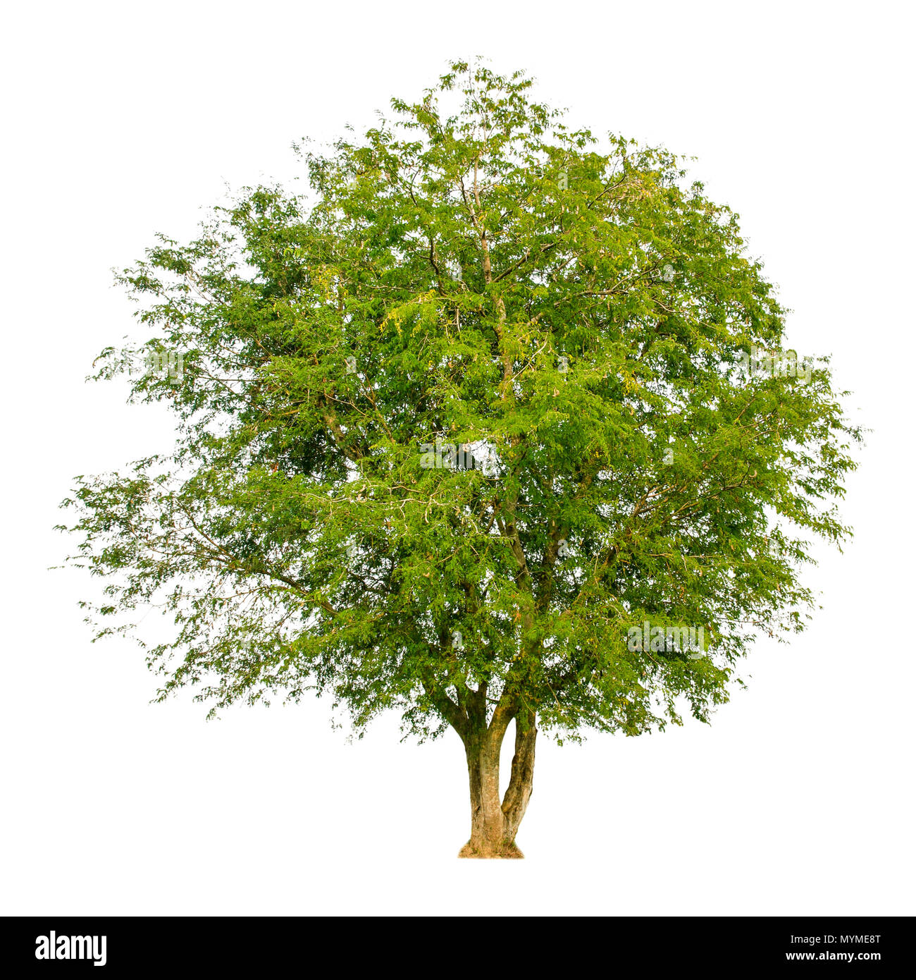 A tree shape and Tree branch on white background for isolate the ...