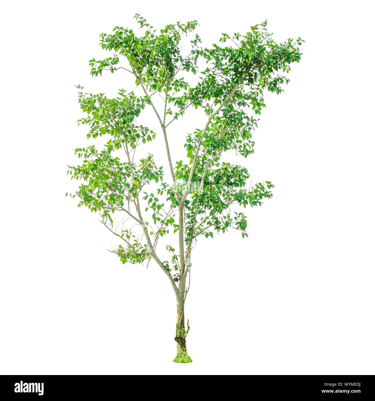 A tree shape and Tree branch on white background for isolate the ...