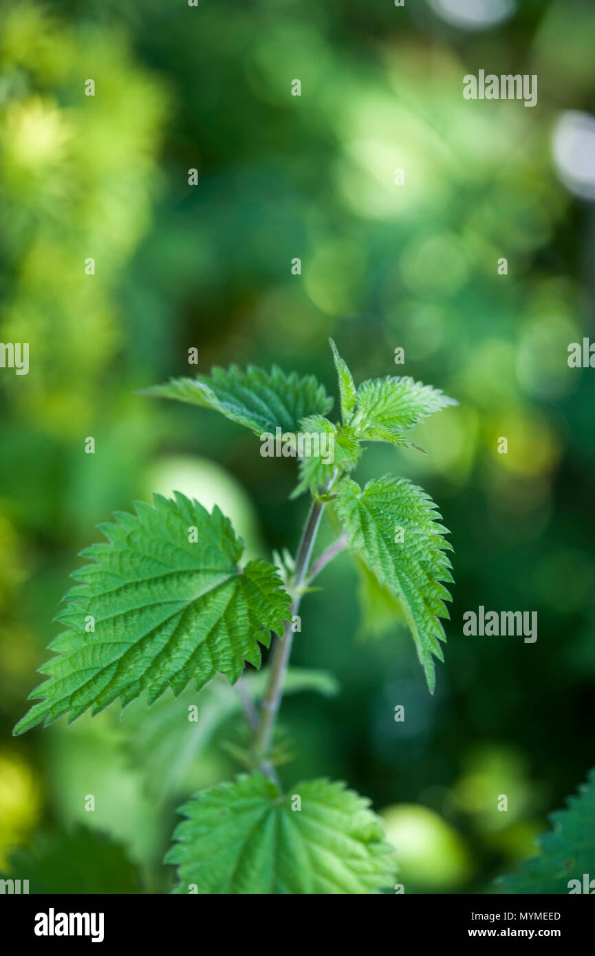 Nettle fabric hi-res stock photography and images - Alamy