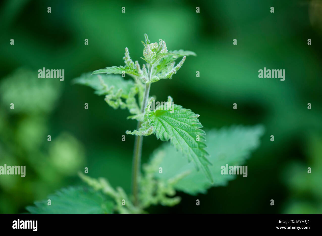 Nettle fabric hi-res stock photography and images - Alamy