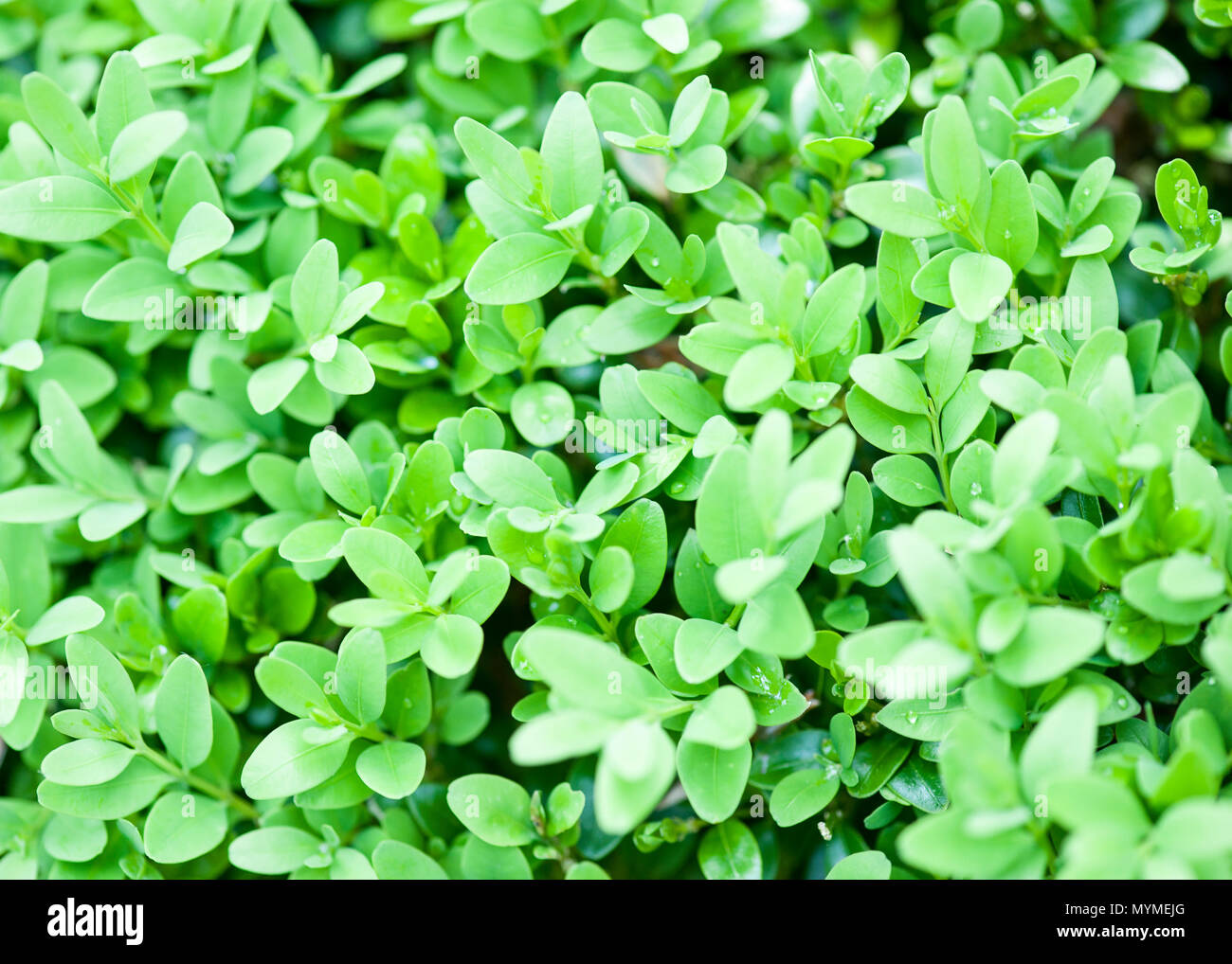 Detail of Box Hedge Stock Photo - Alamy