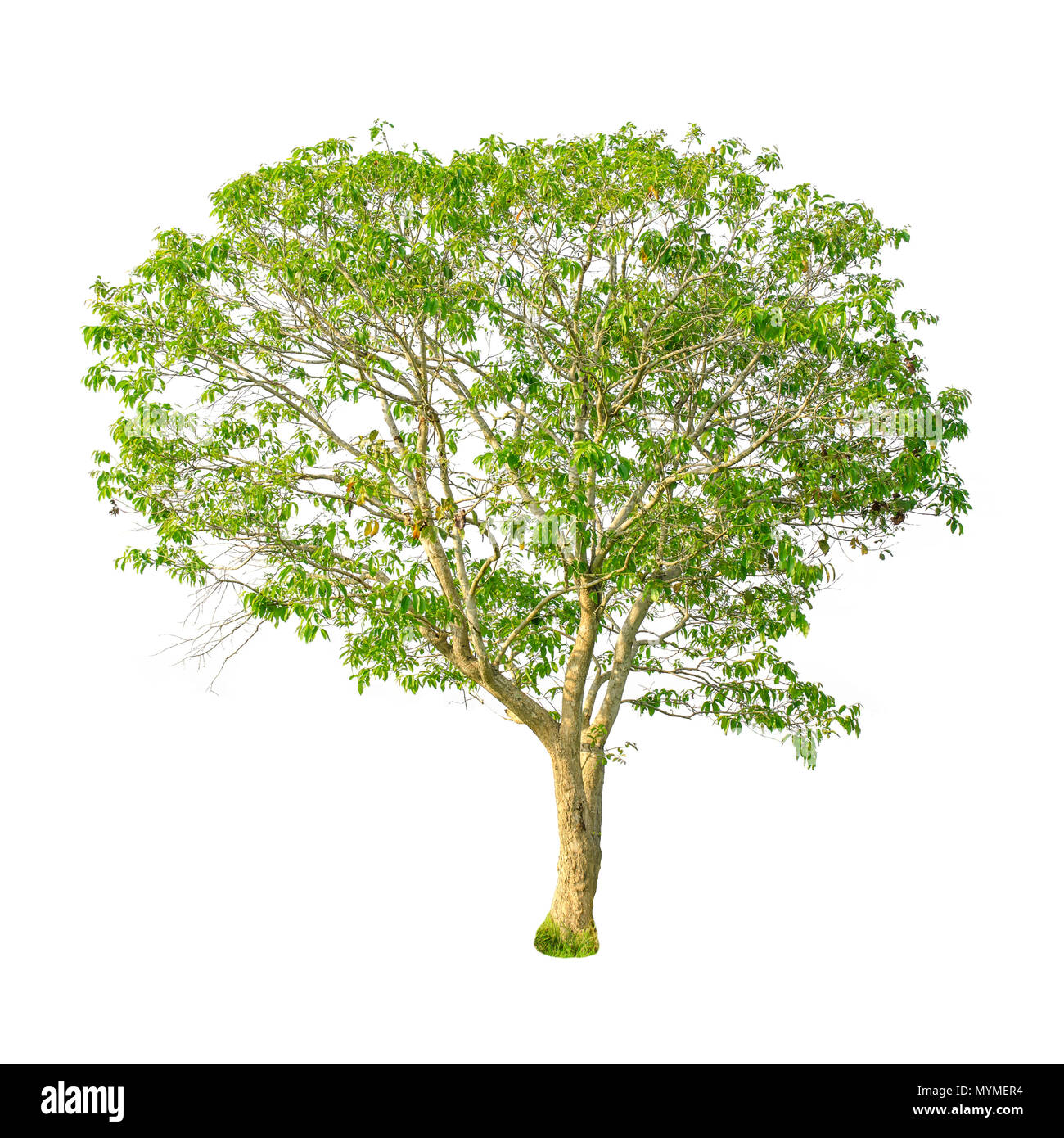 A tree shape and Tree branch on white background for isolate the ...