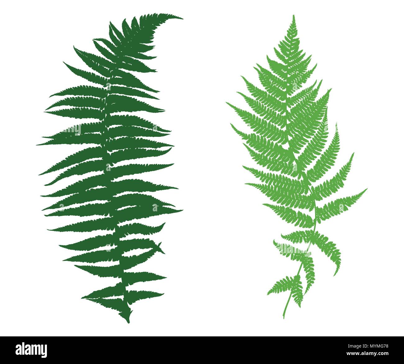 Illustration of different ferns isolated on white Stock Vector Image ...