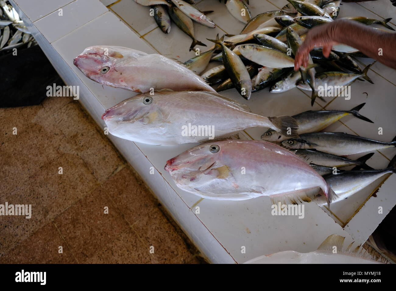 Oman Arabia, Arabian Gulf, Desert KIngdom. Sultanate of Oman, Safe ...