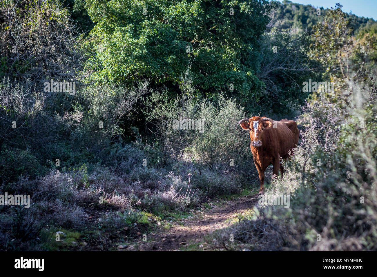 Free grazing female cow Stock Photo - Alamy