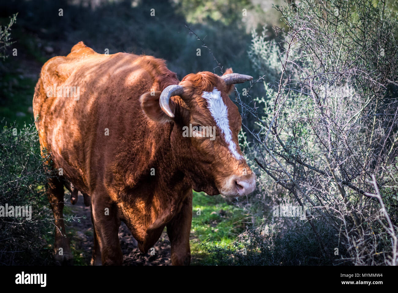 Free grazing female cow Stock Photo - Alamy