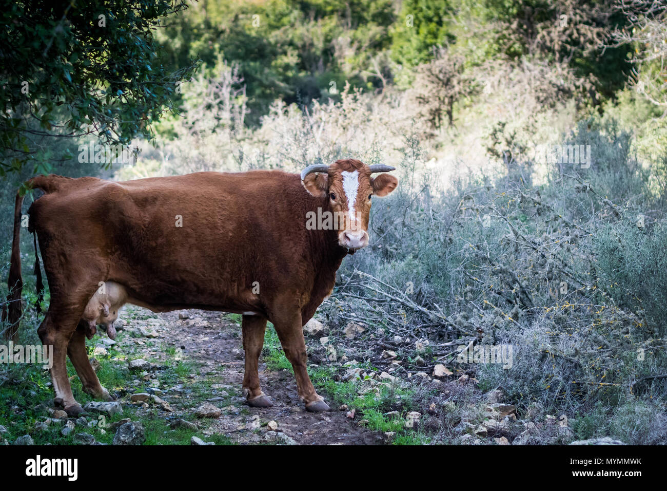 Free grazing female cow Stock Photo - Alamy