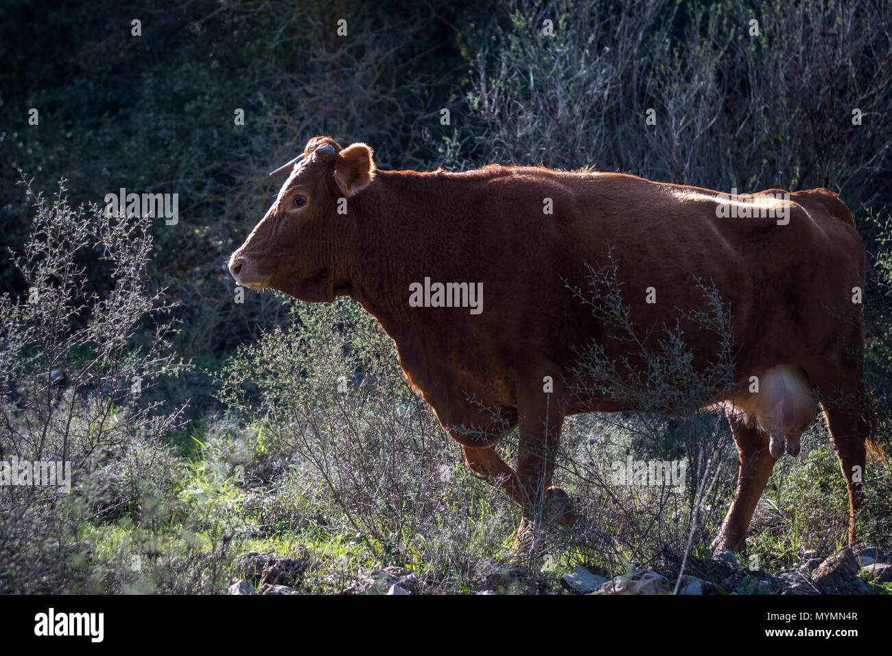 Female domestic cattle dairy cow hi-res stock photography and images ...