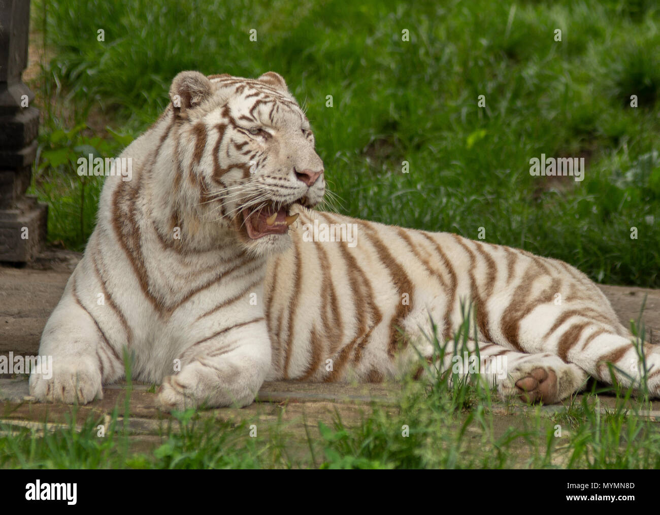 white tiger in Pairi Daiza, Belgium Stock Photo - Alamy